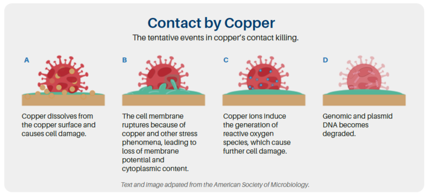 Copper’s Role in Infection Prevention Strategies | Pure Processing